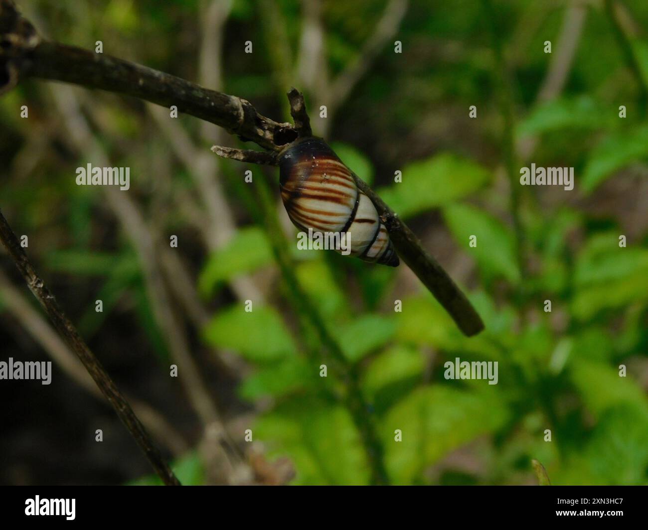Lined Treesnail (Mesembrinus multilineatus) Mollusca Stock Photo - Alamy