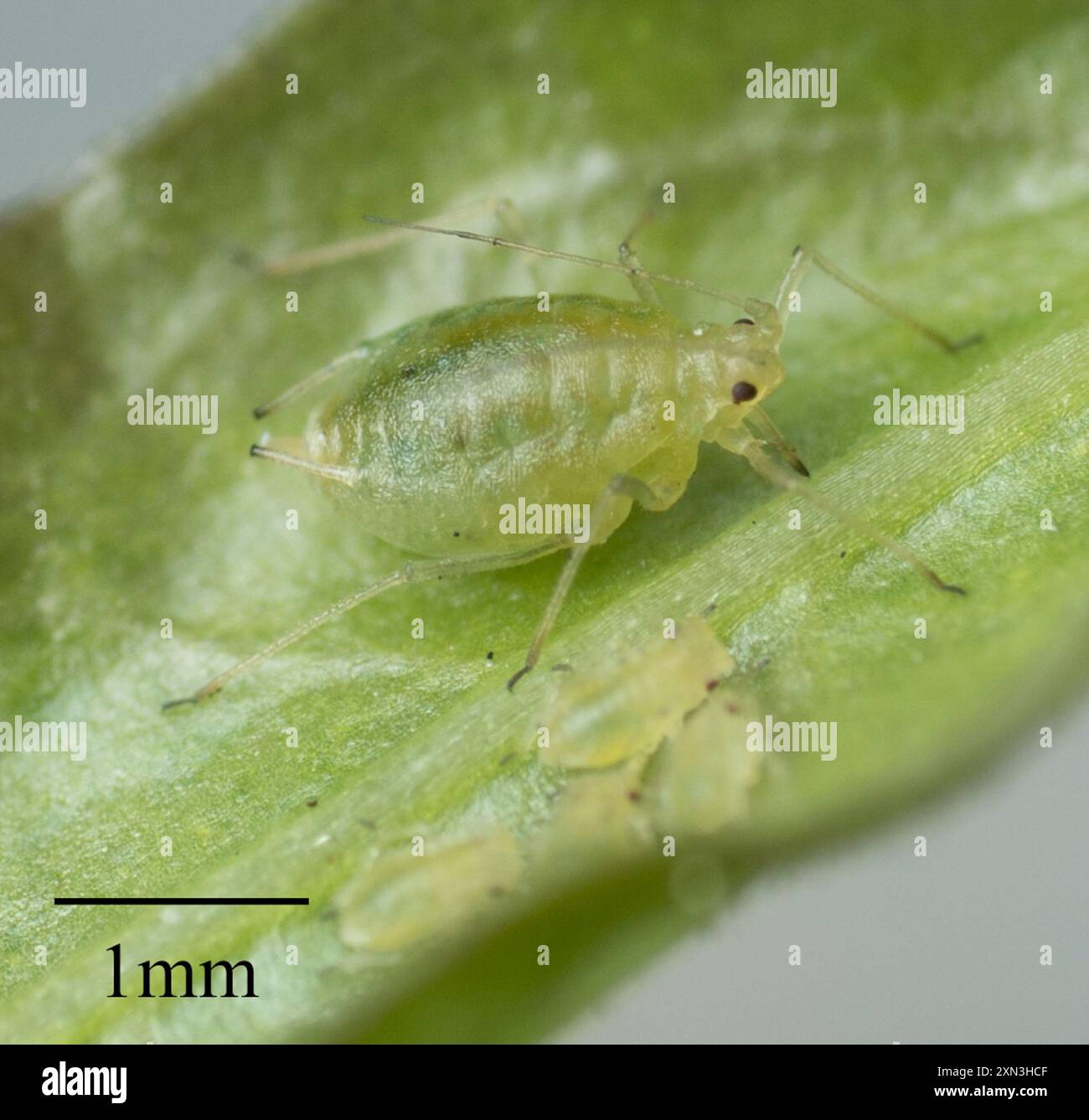 Green peach aphid hi-res stock photography and images - Alamy