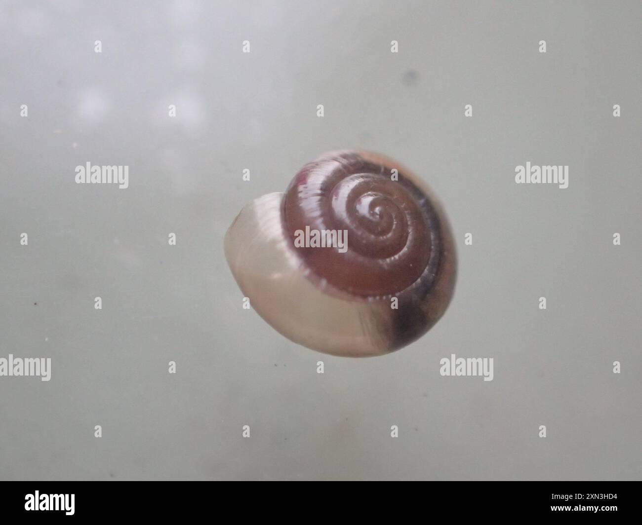 True Glass Snails (Zonitidae) Mollusca Stock Photo - Alamy