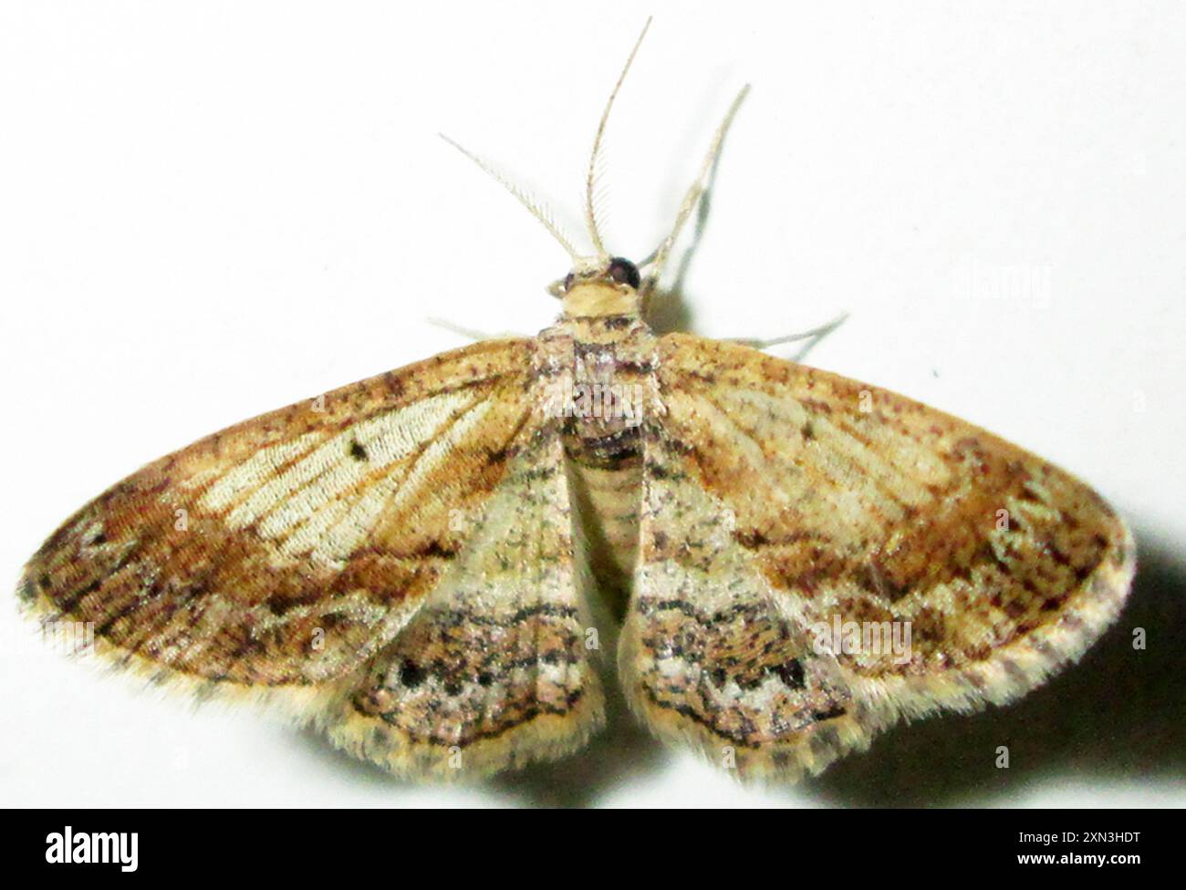 Geometer Moths (Geometridae) Insecta Stock Photo - Alamy