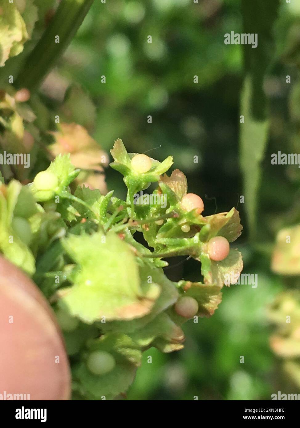 Greek Dock (Rumex cristatus) Plantae Stock Photo - Alamy