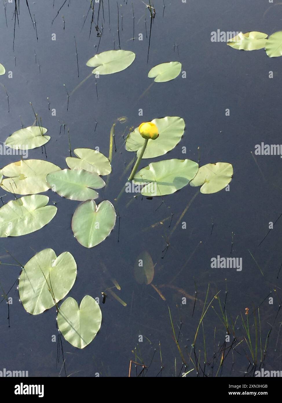 Variegated Yellow Pond-Lily (Nuphar variegata) Plantae Stock Photo - Alamy