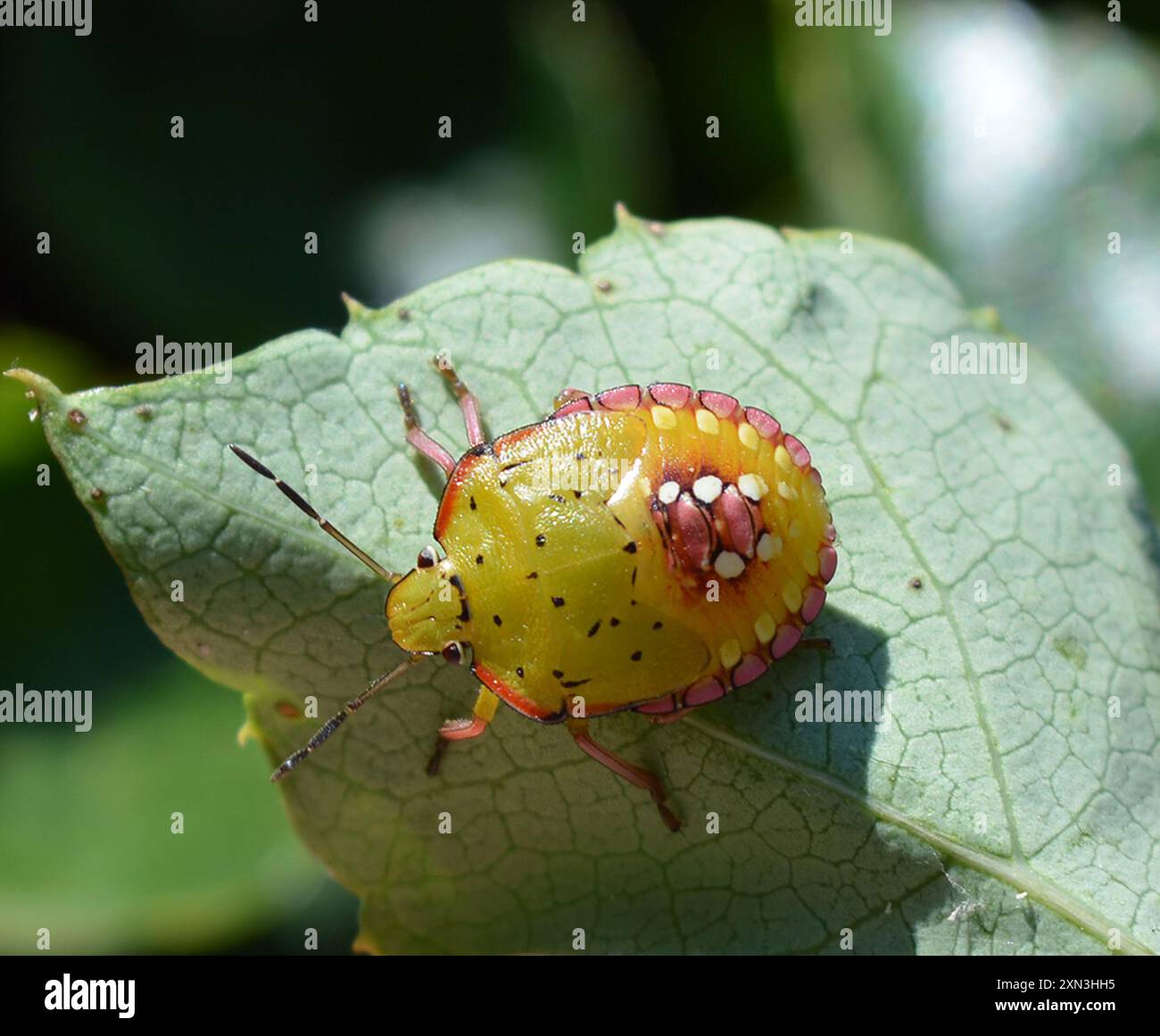 Southern Green Stink Bug (Nezara viridula) Insecta Stock Photo - Alamy