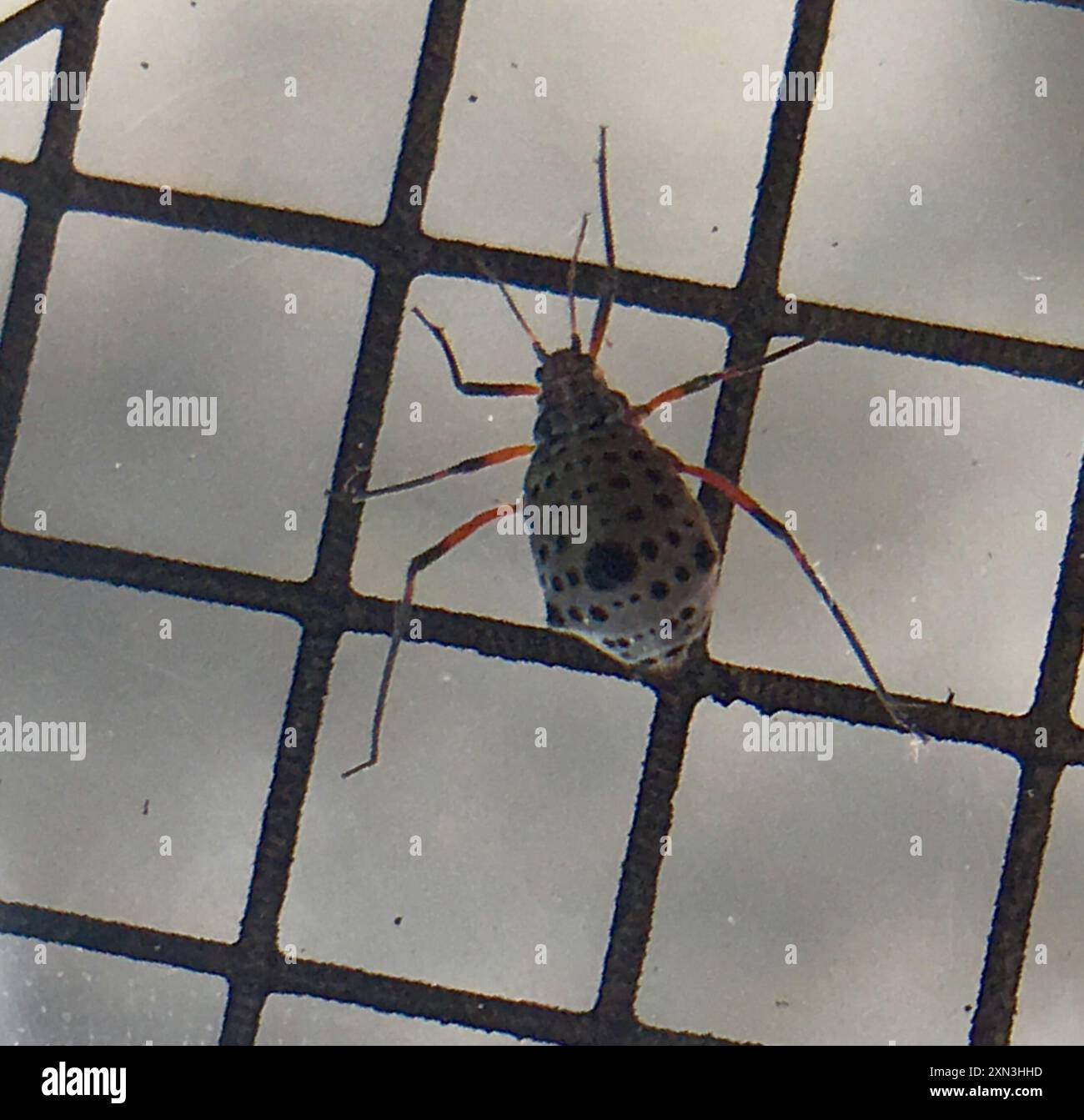 Willow aphid hi-res stock photography and images - Alamy