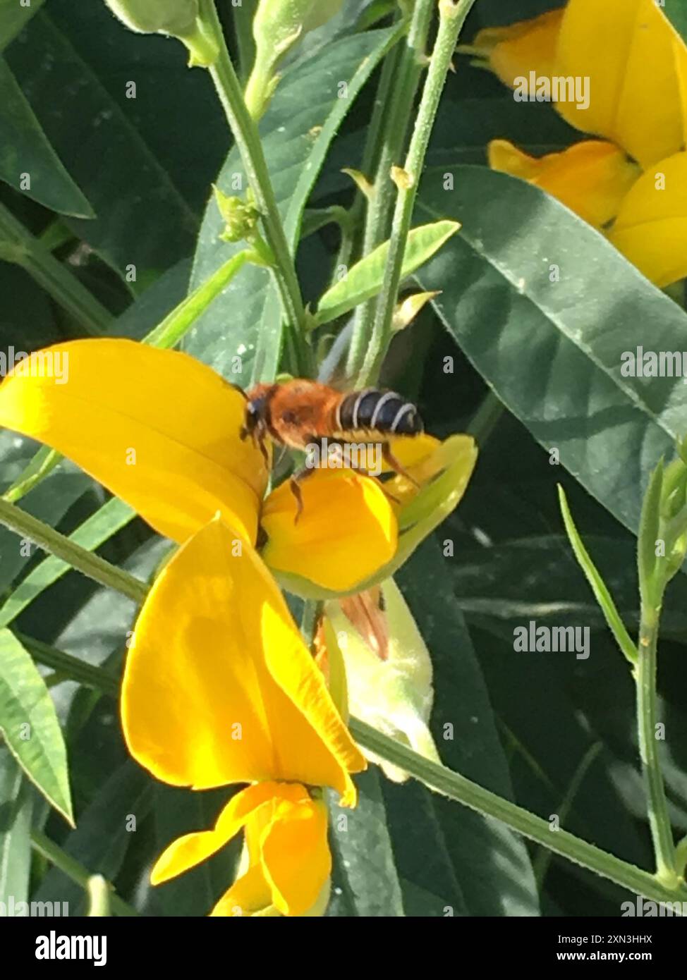 Woolly Wall Bee (Megachile lanata) Insecta Stock Photo - Alamy