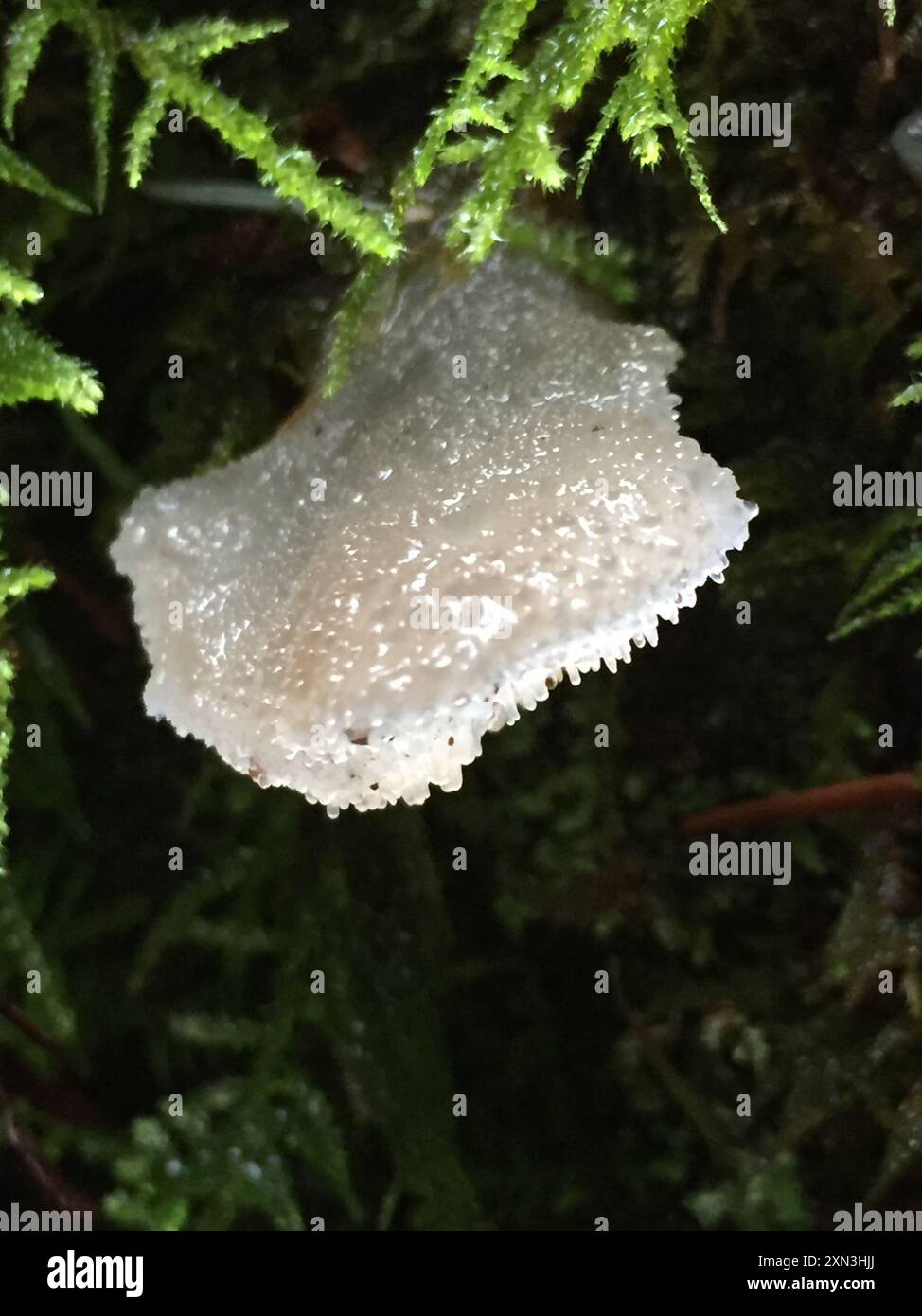 Toothed Jelly Fungus (Pseudohydnum gelatinosum) Fungi Stock Photo - Alamy