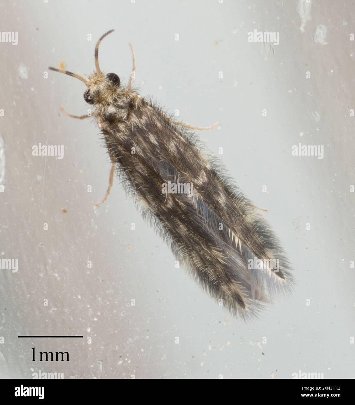 Microcaddisflies (Hydroptilidae) Insecta Stock Photo - Alamy