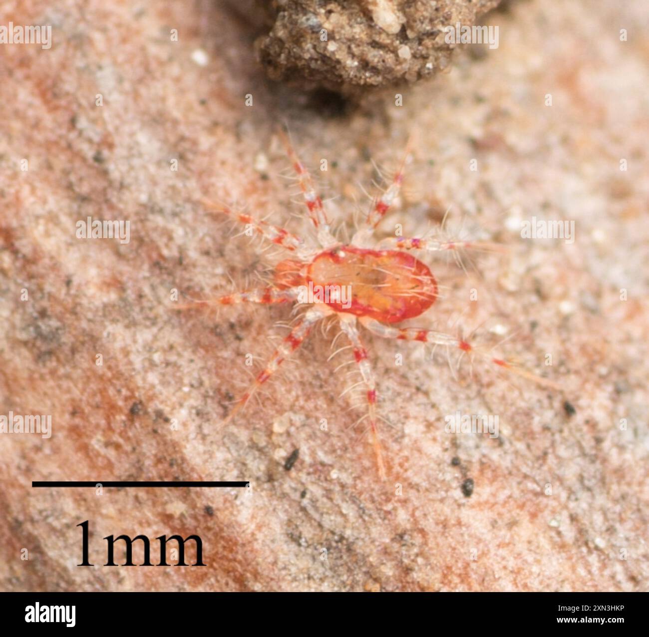 Mites and Ticks (Acari) Arachnida Stock Photo - Alamy