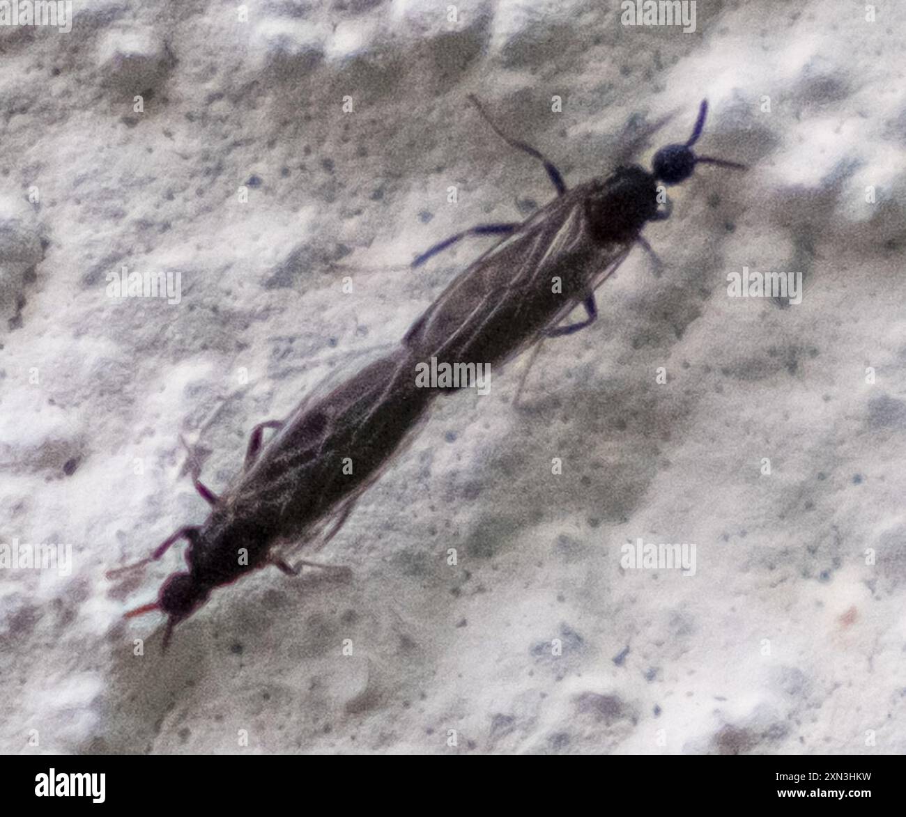 Minute Black Scavenger Flies (Scatopsidae) Insecta Stock Photo - Alamy