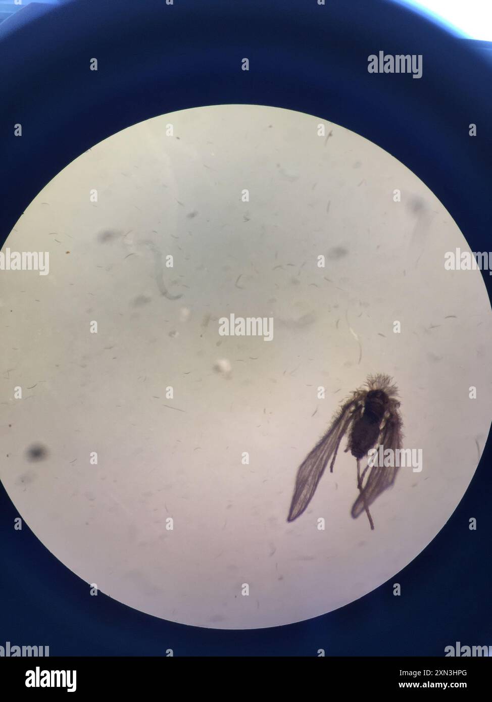 Psychodinae hi-res stock photography and images - Alamy