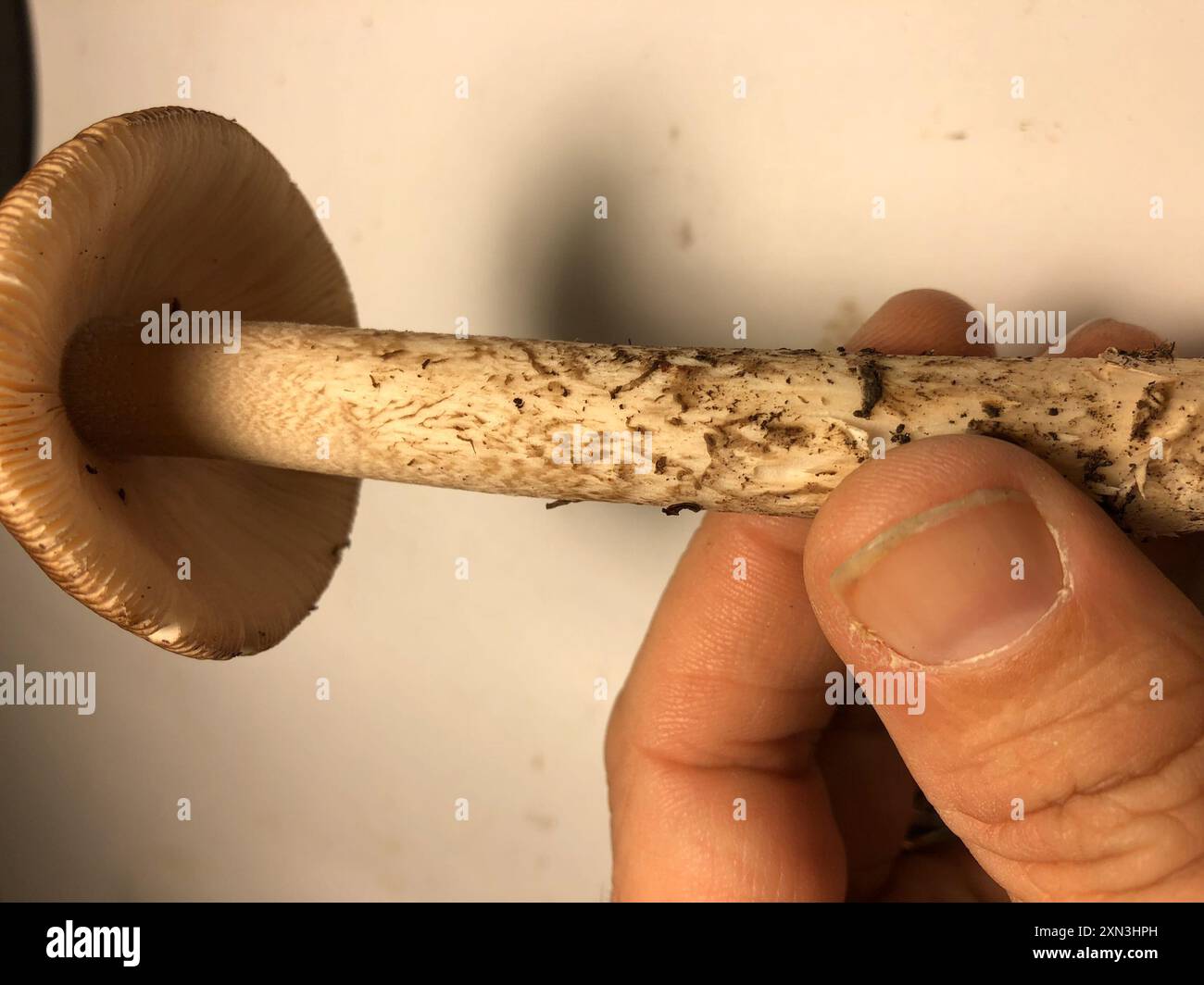 Amanita pachycolea hi-res stock photography and images - Alamy