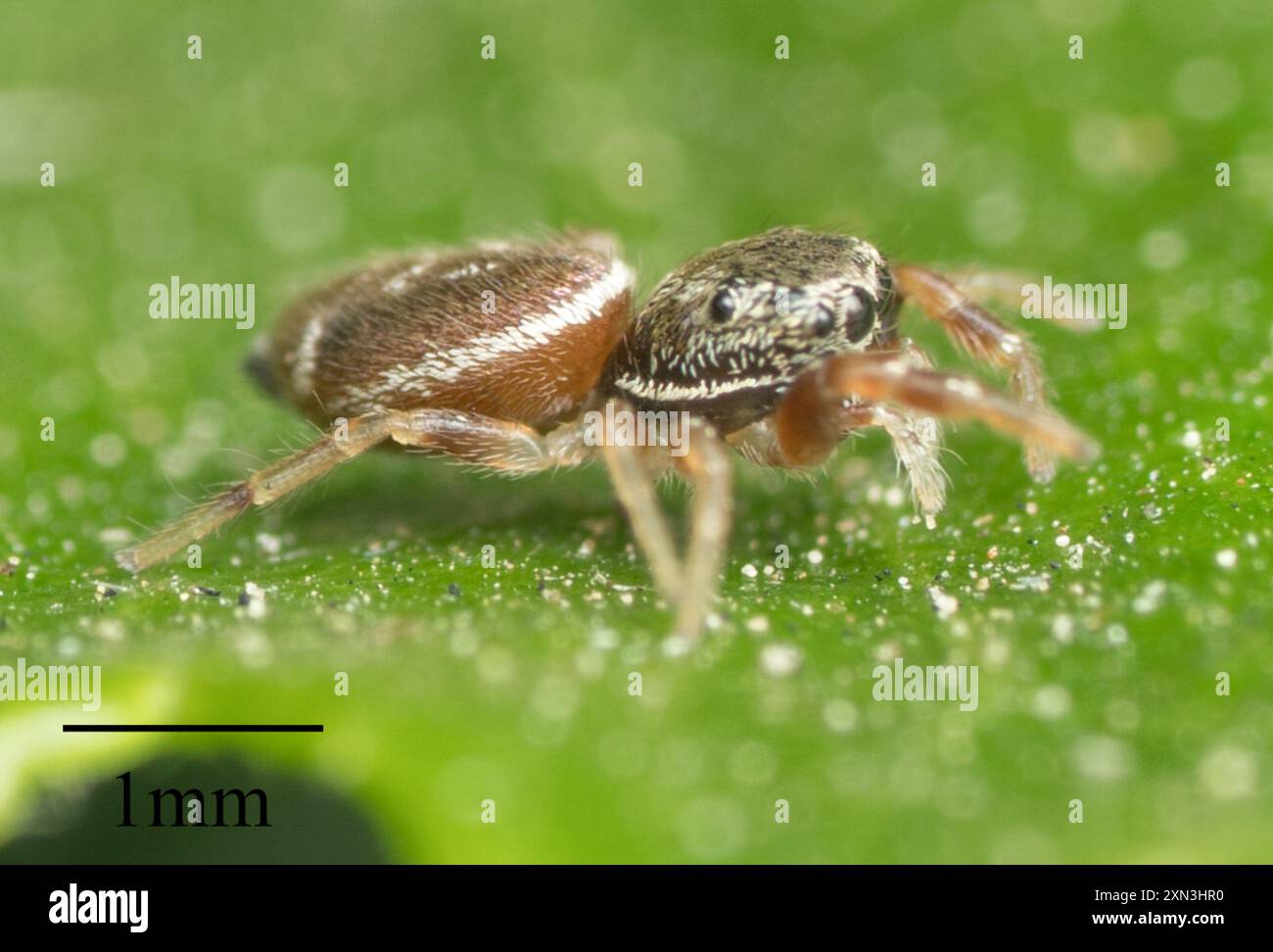 (Sassacus vitis) Arachnida Stock Photo - Alamy