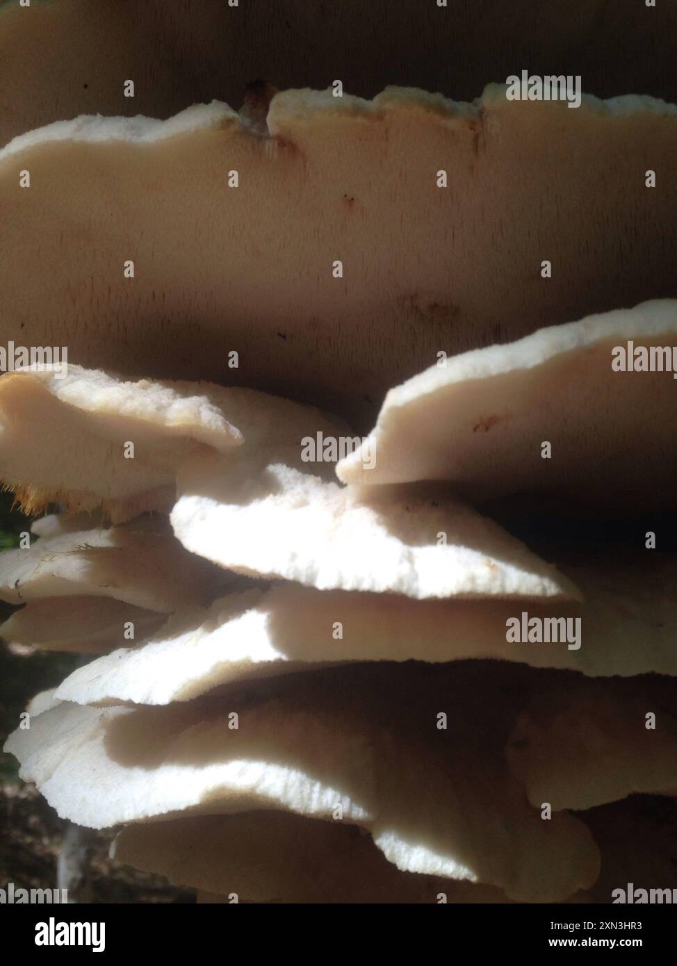 Northern Tooth (Climacodon septentrionalis) Fungi Stock Photo - Alamy