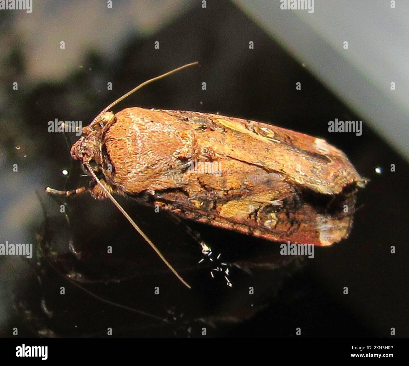 Velvet Armyworm Moth (Spodoptera latifascia) Insecta Stock Photo - Alamy