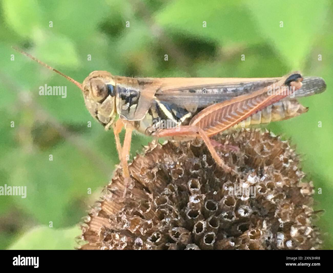 Red-legged Grasshopper (Melanoplus femurrubrum) Insecta Stock Photo - Alamy