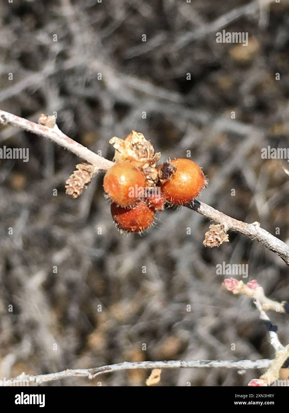 little leaf sumac (Rhus microphylla) Plantae Stock Photo - Alamy