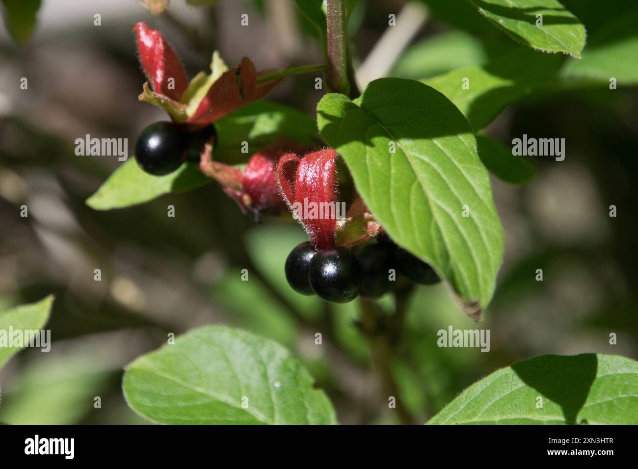 twinberry honeysuckle (Lonicera involucrata) Plantae Stock Photo - Alamy
