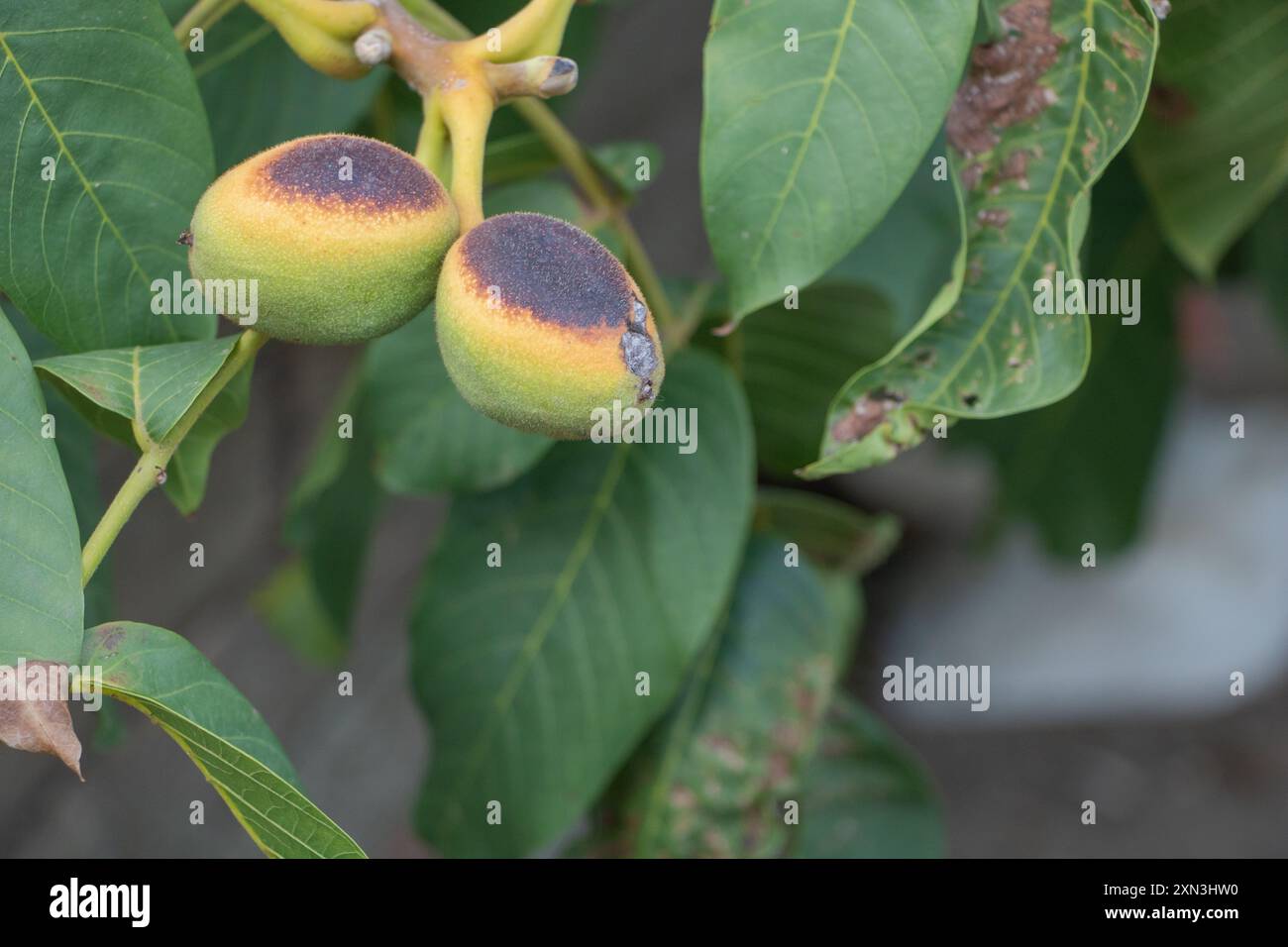 Walnut black spot hi-res stock photography and images - Alamy