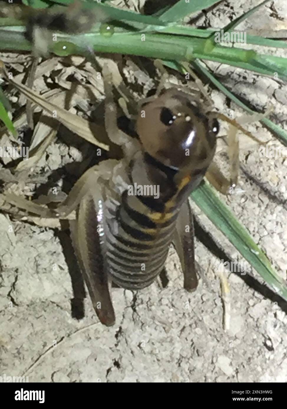 Ground Wētā (Hemiandrus) Insecta Stock Photo - Alamy