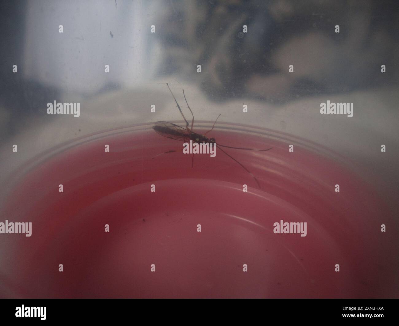 Lemon Tree Borer Parasitoid Wasp (Xanthocryptus novozealandicus ...