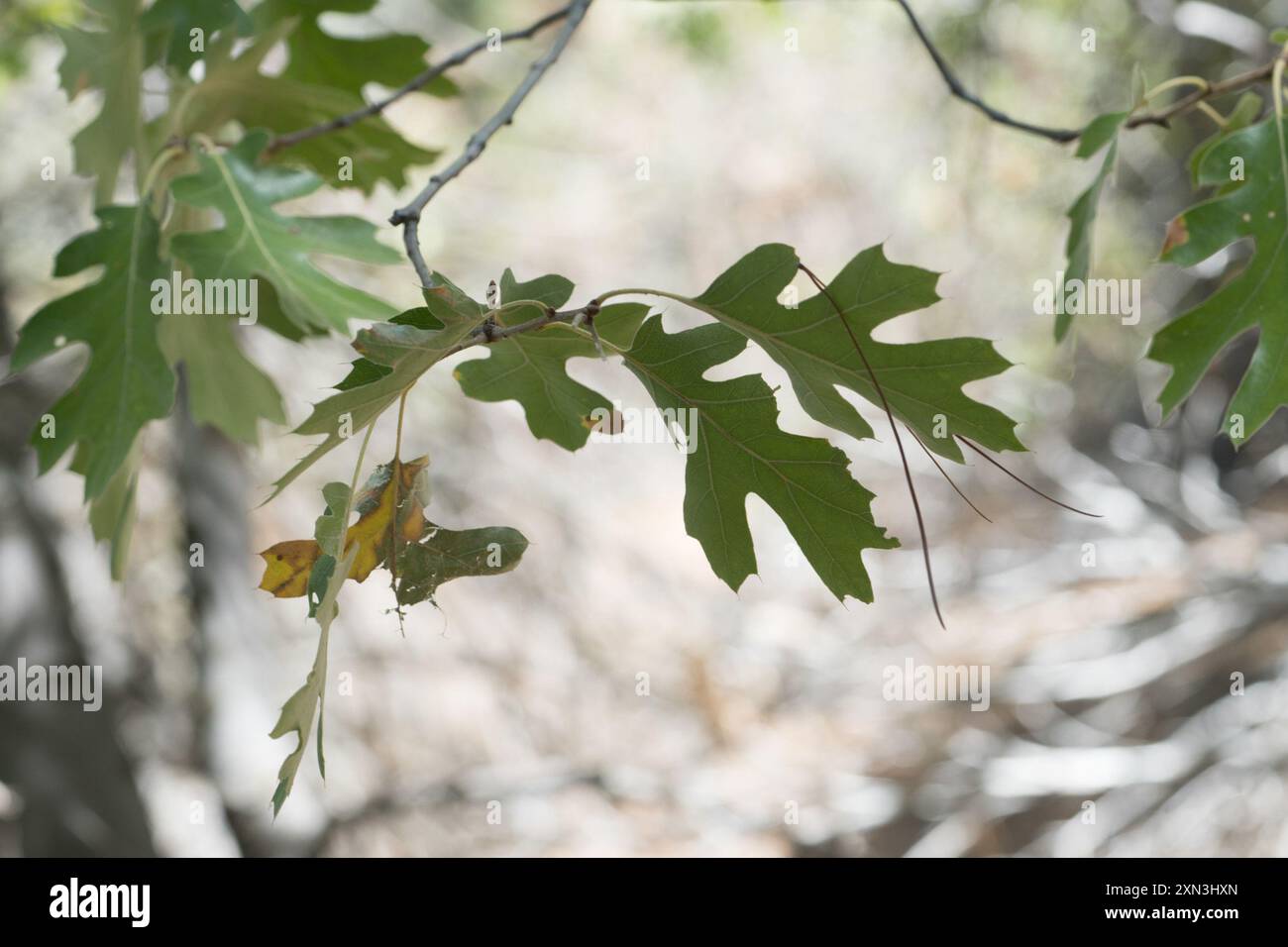 California black oak (Quercus kelloggii) Plantae Stock Photo - Alamy