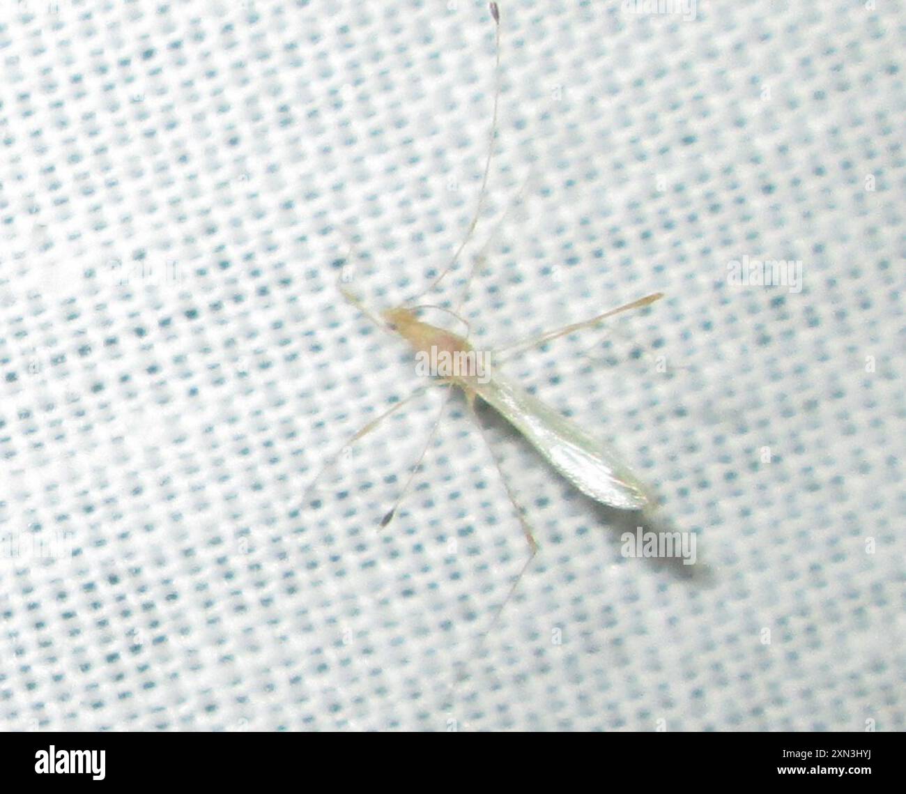 (Metacanthus mollis) Insecta Stock Photo - Alamy