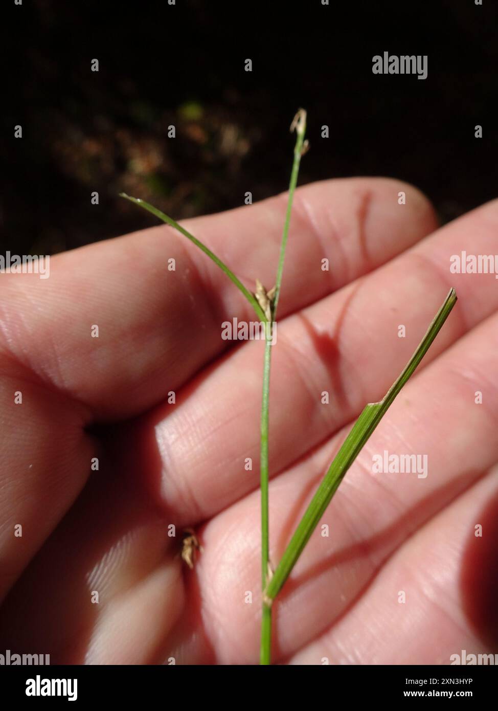 Remote Sedge (Carex remota) Plantae Stock Photo - Alamy