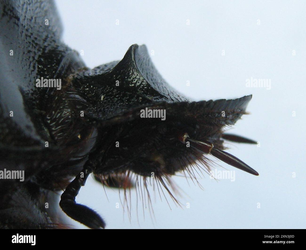 Giant Dung Beetles (Heliocopris) Insecta Stock Photo - Alamy