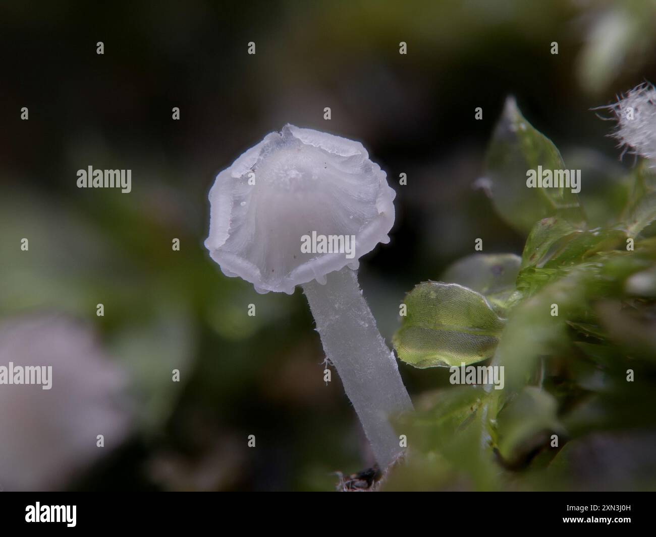 Delicatula integrella hi-res stock photography and images - Alamy