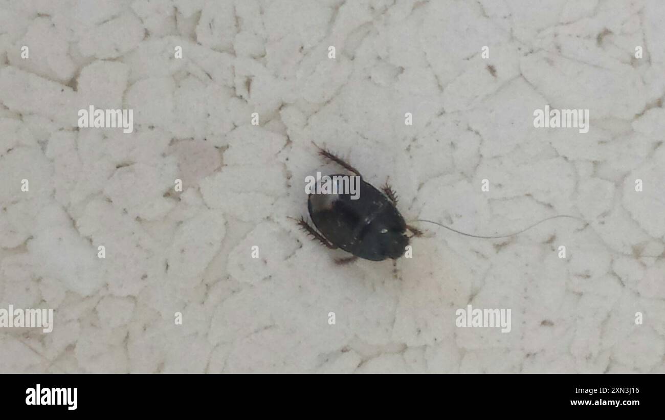 Two-lined Burrowing Bug (Pangaeus bilineatus) Insecta Stock Photo - Alamy