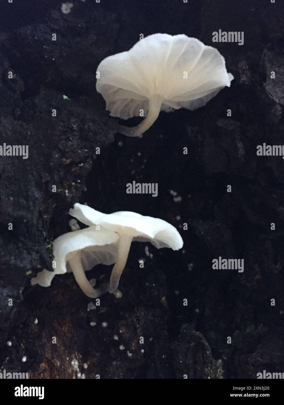 Fairy Parachutes (Marasmiellus candidus) Fungi Stock Photo - Alamy