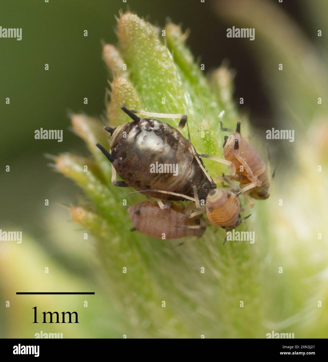 Cowpea Aphid (Aphis craccivora) Insecta Stock Photo - Alamy