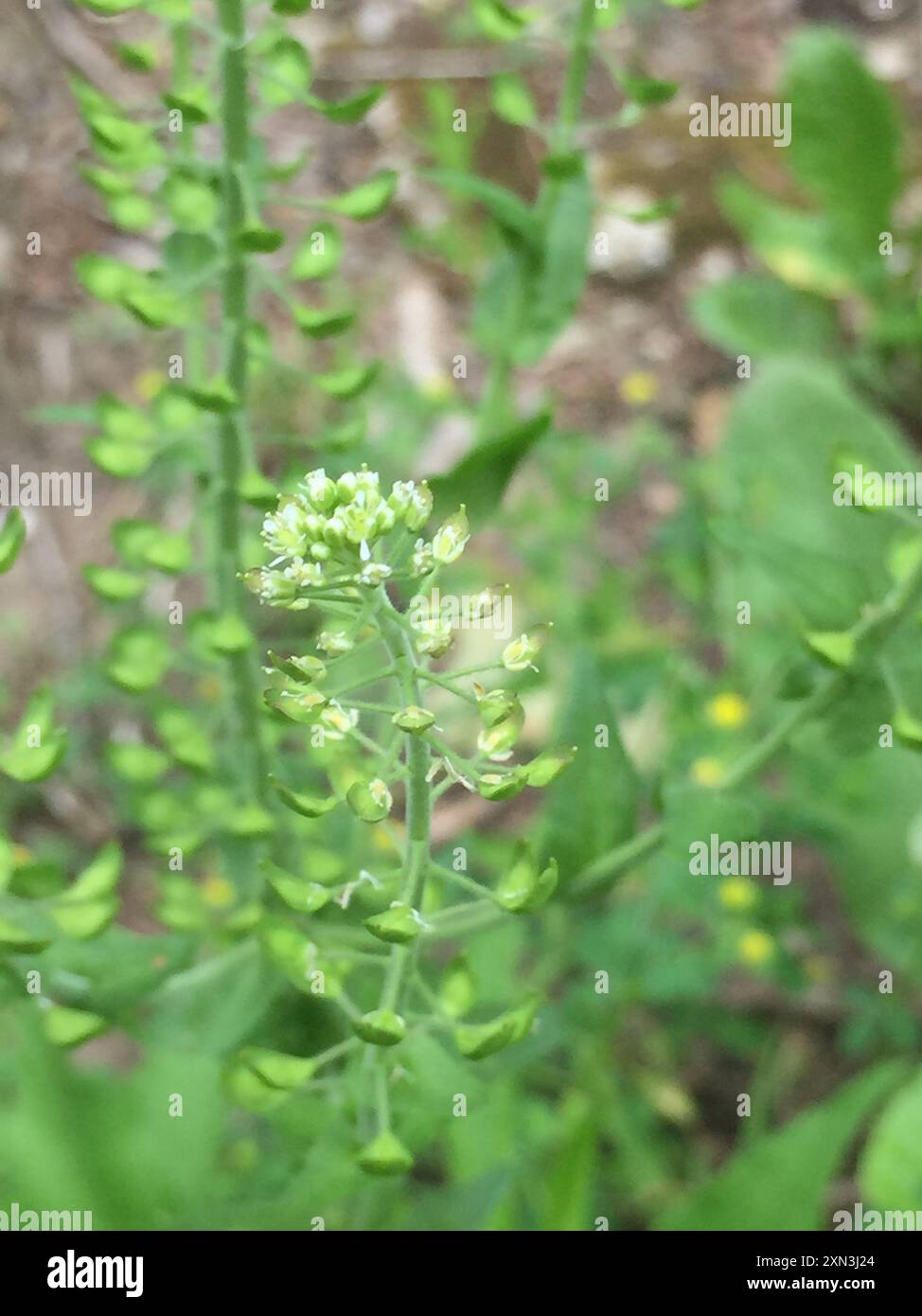 field peppergrass (Lepidium campestre) Plantae Stock Photo - Alamy