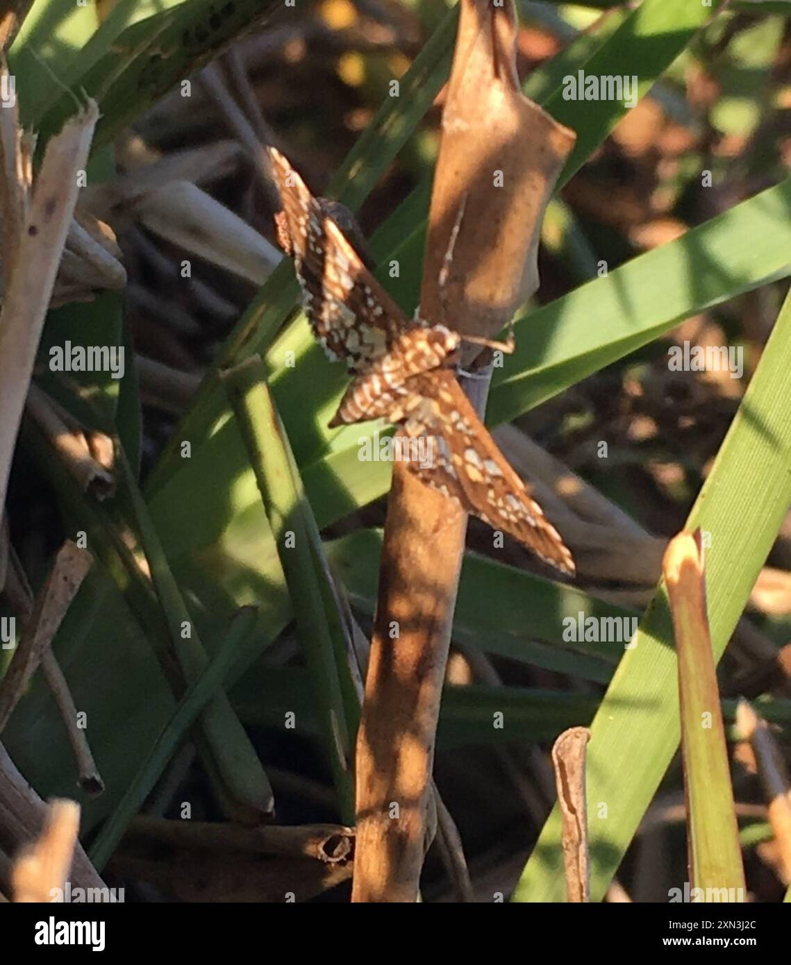 Stained-glass Moth (Samea castellalis) Insecta Stock Photo - Alamy