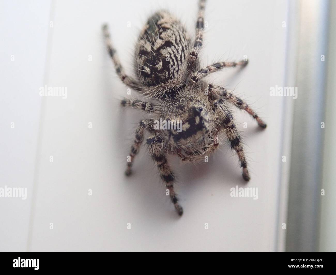 canopy jumping spider (Phidippus otiosus) Arachnida Stock Photo - Alamy