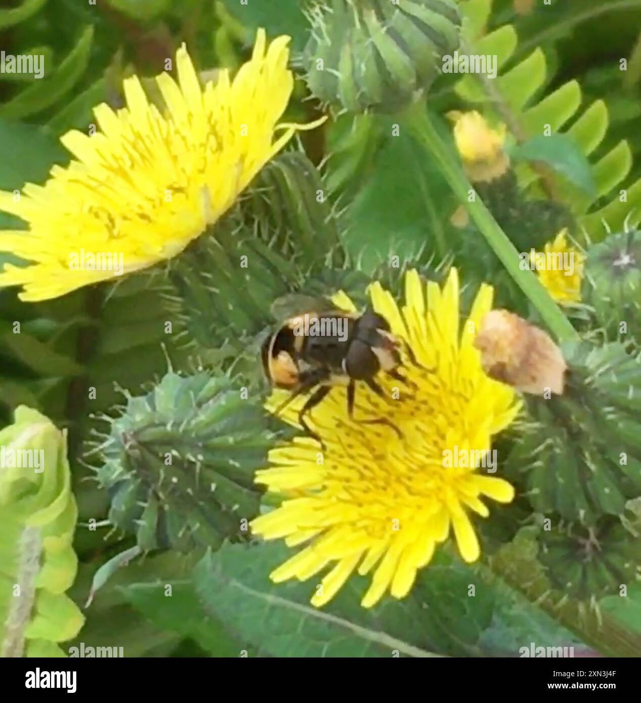 Palpada hi-res stock photography and images - Alamy