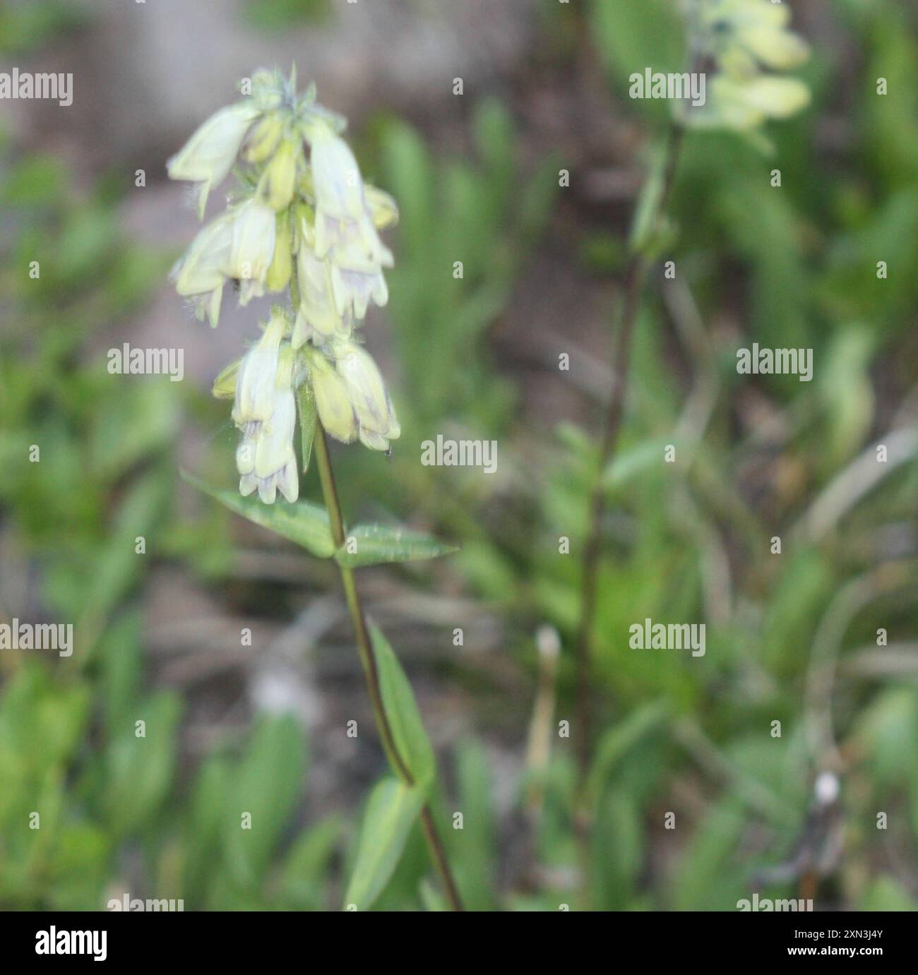 Whipple's penstemon (Penstemon whippleanus) Plantae Stock Photo - Alamy