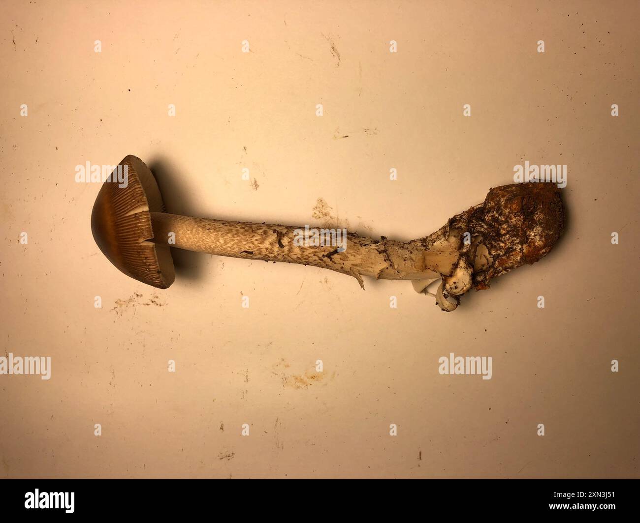 Western Grisette (Amanita pachycolea) Fungi Stock Photo - Alamy