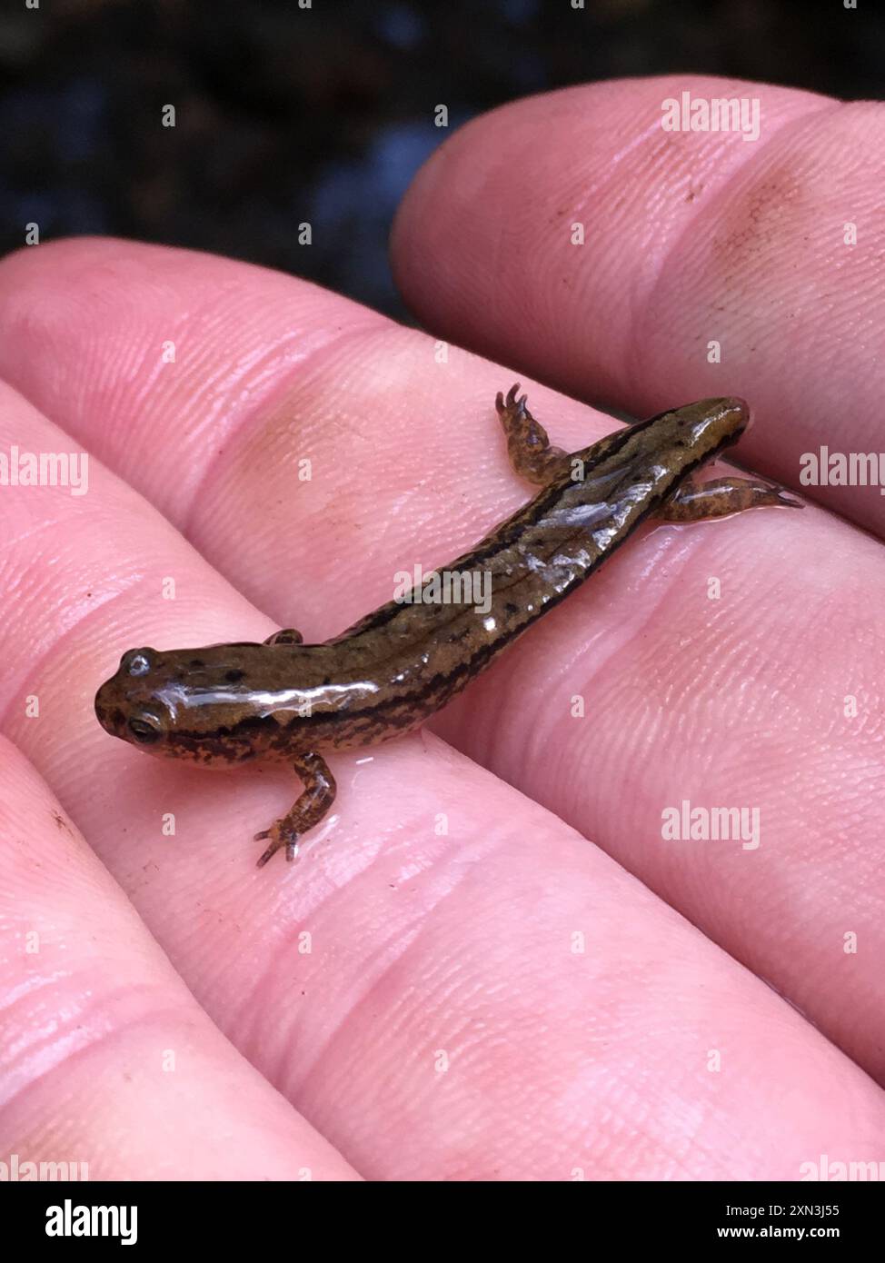 Southern Two-lined Salamander (Eurycea cirrigera) Amphibia Stock Photo ...
