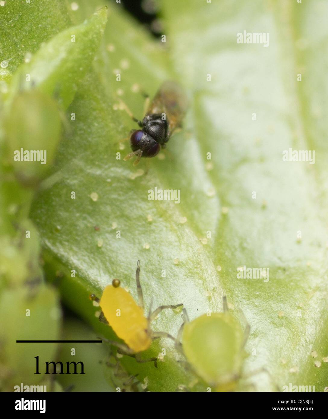 Aphelinidae hi-res stock photography and images - Alamy