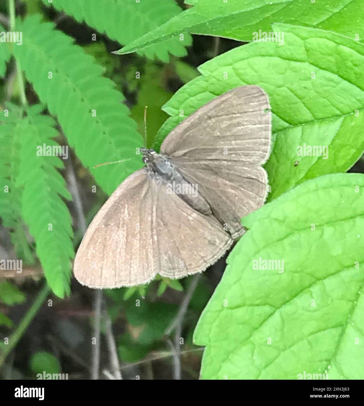 Carolina Satyr (Hermeuptychia sosybius) Insecta Stock Photo - Alamy