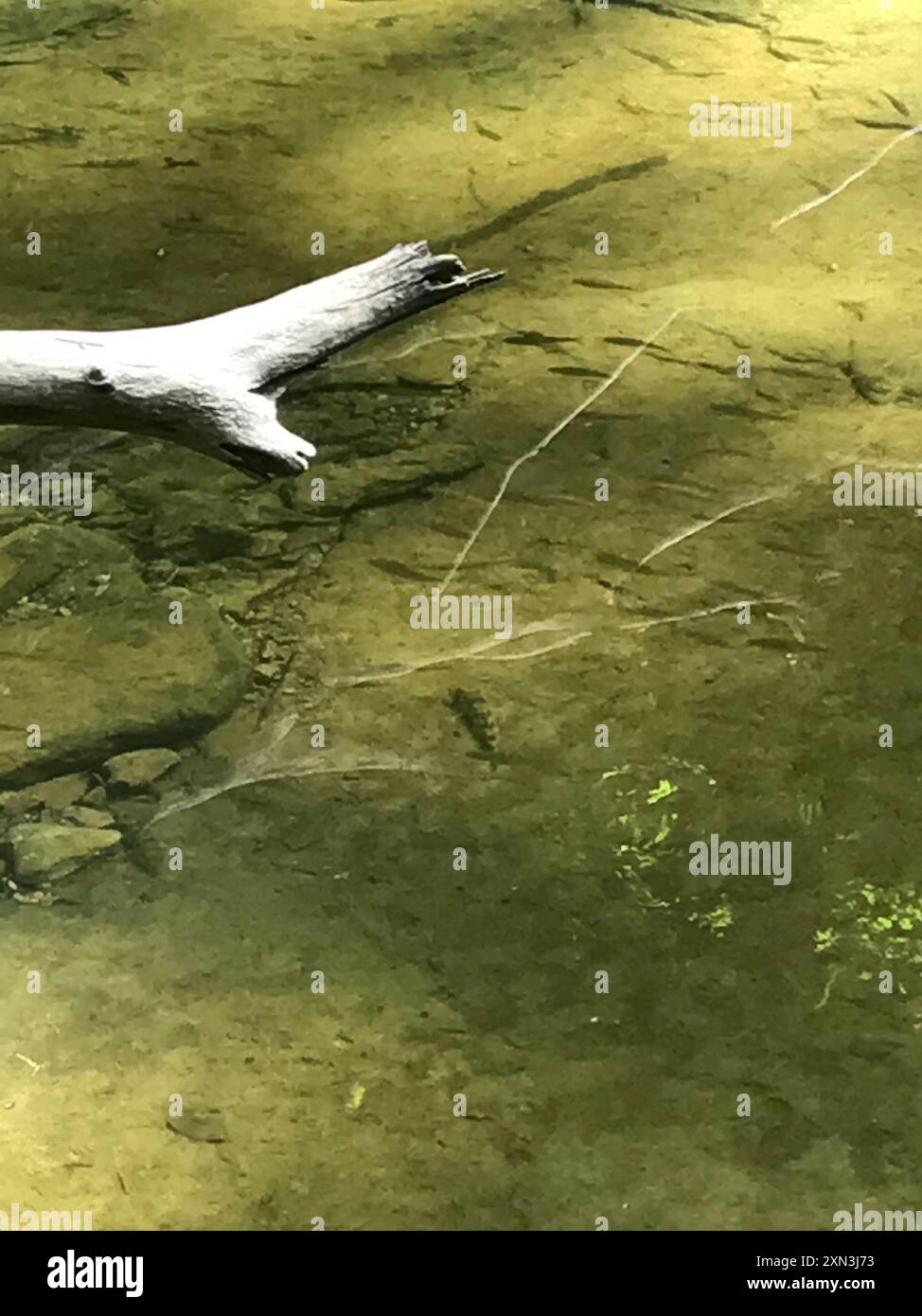 Northern Hog Sucker (Hypentelium nigricans) Actinopterygii Stock Photo ...