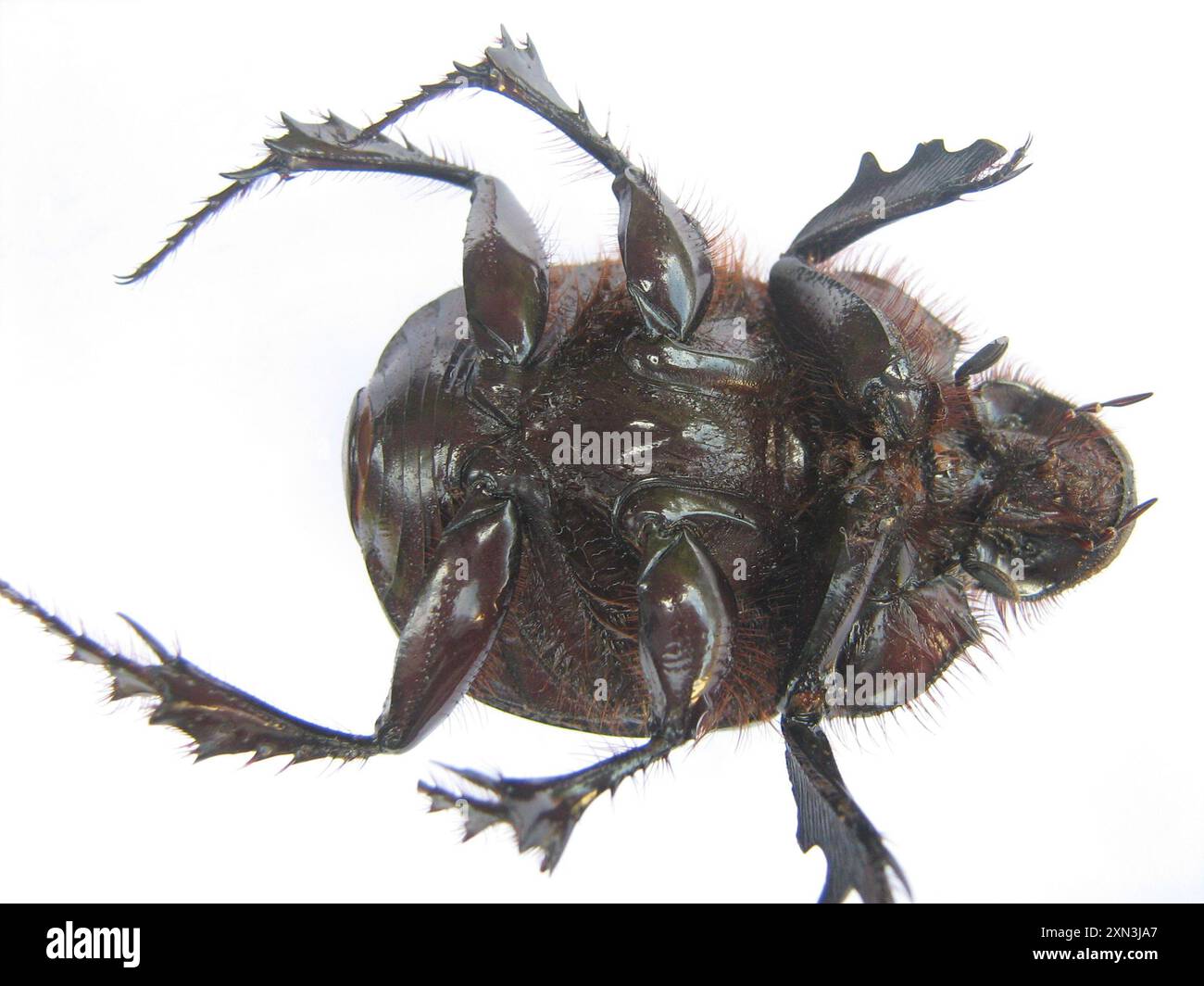 Giant Dung Beetles (Heliocopris) Insecta Stock Photo - Alamy