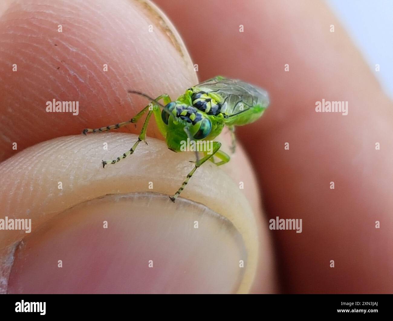 Rhogogaster viridis hi-res stock photography and images - Alamy