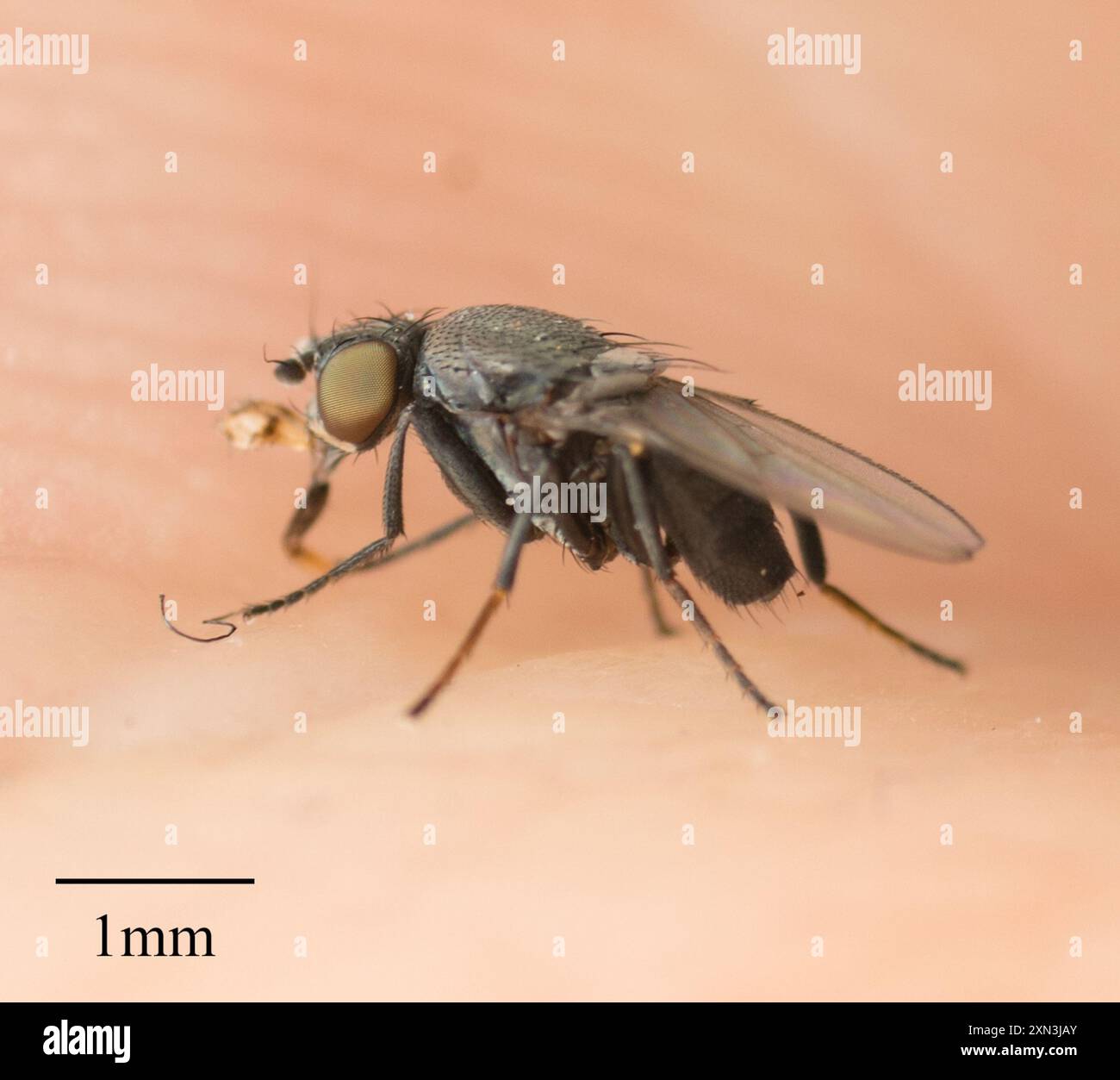 Freeloader Flies (Milichiidae) Insecta Stock Photo - Alamy