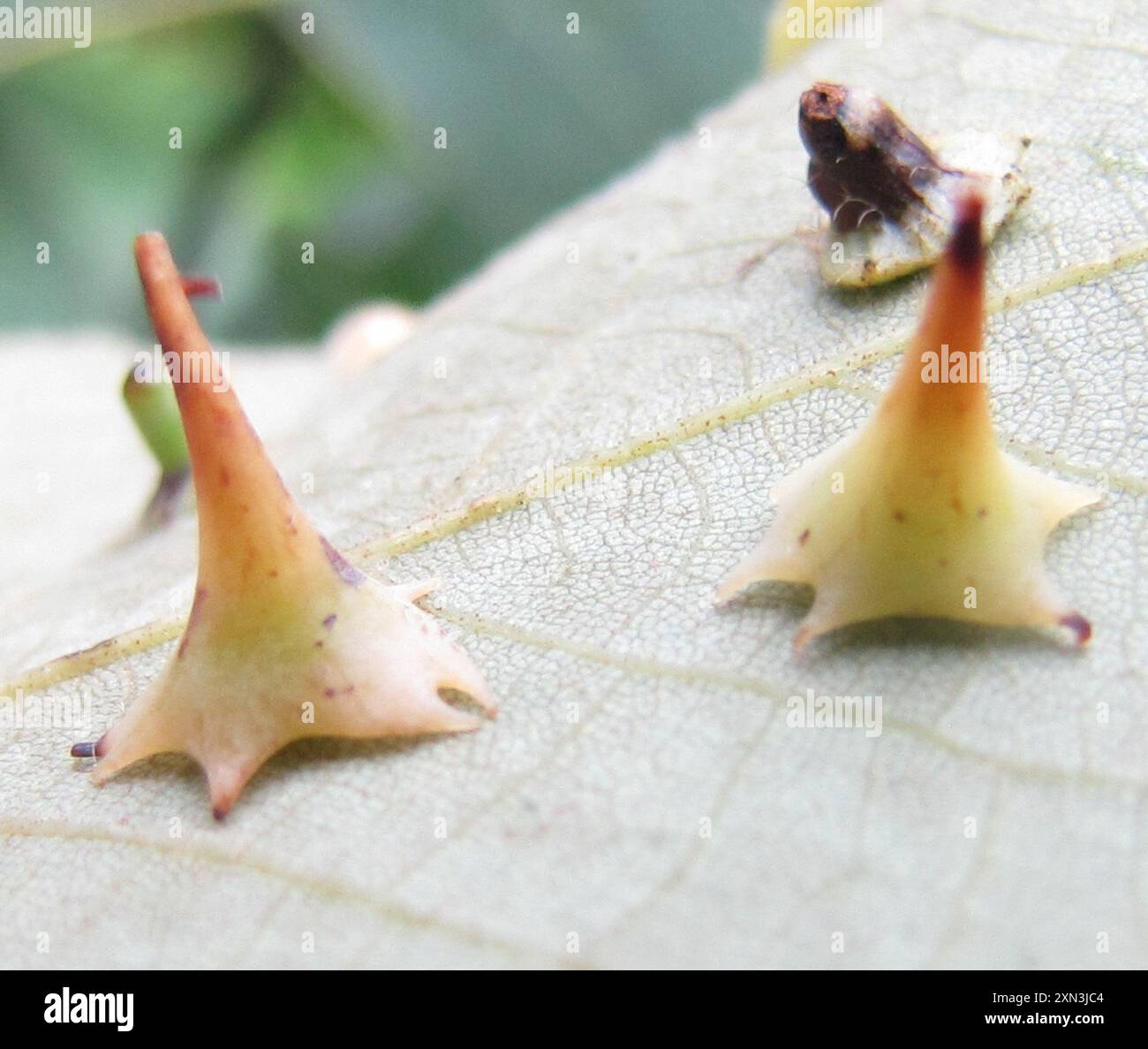 Hickory Starry-base Gall Midge (Caryomyia stellata) Insecta Stock Photo ...