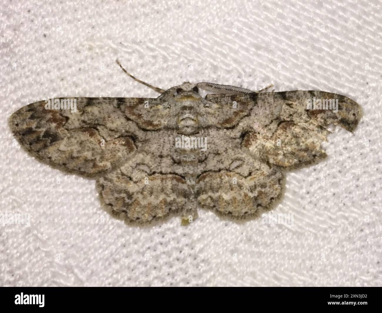 Brown-shaded Gray (Iridopsis defectaria) Insecta Stock Photo - Alamy