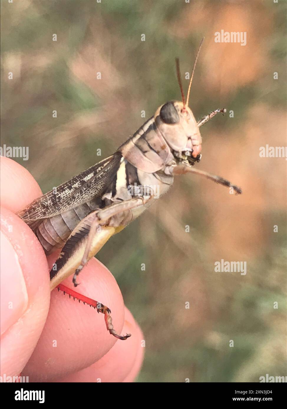 Keeler's Spur-throat Grasshopper (Melanoplus keeleri) Insecta Stock ...