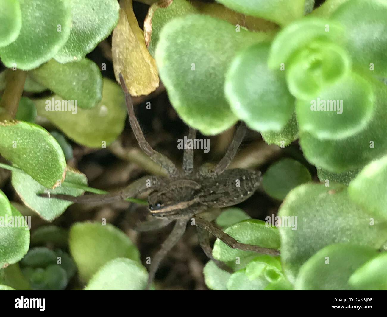 Wetland Giant Wolf Spider (Tigrosa helluo) Arachnida Stock Photo - Alamy