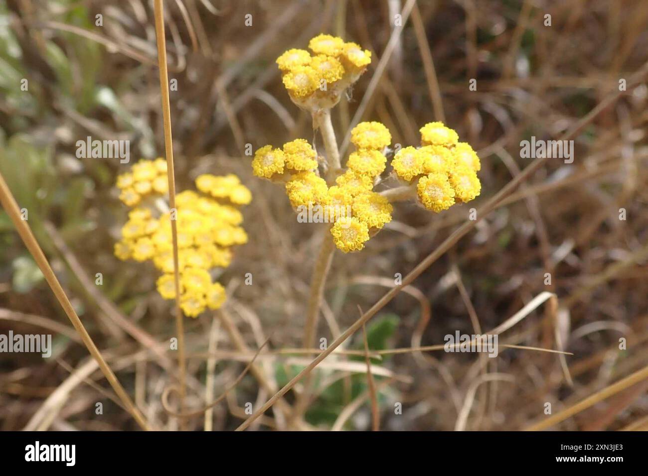 Brown Hottentot Tea Everlasting (Helichrysum nudifolium pilosellum ...